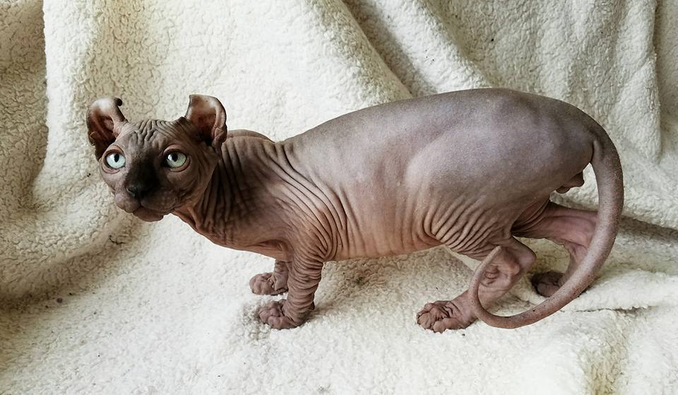 No Coat Kitty ELF CATS: Elf Cats