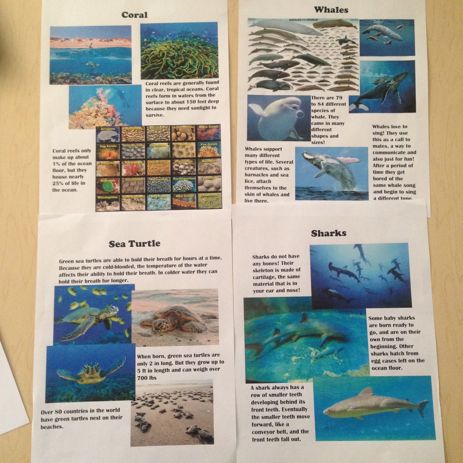 Keep Calm and Teach On: Under the Sea!