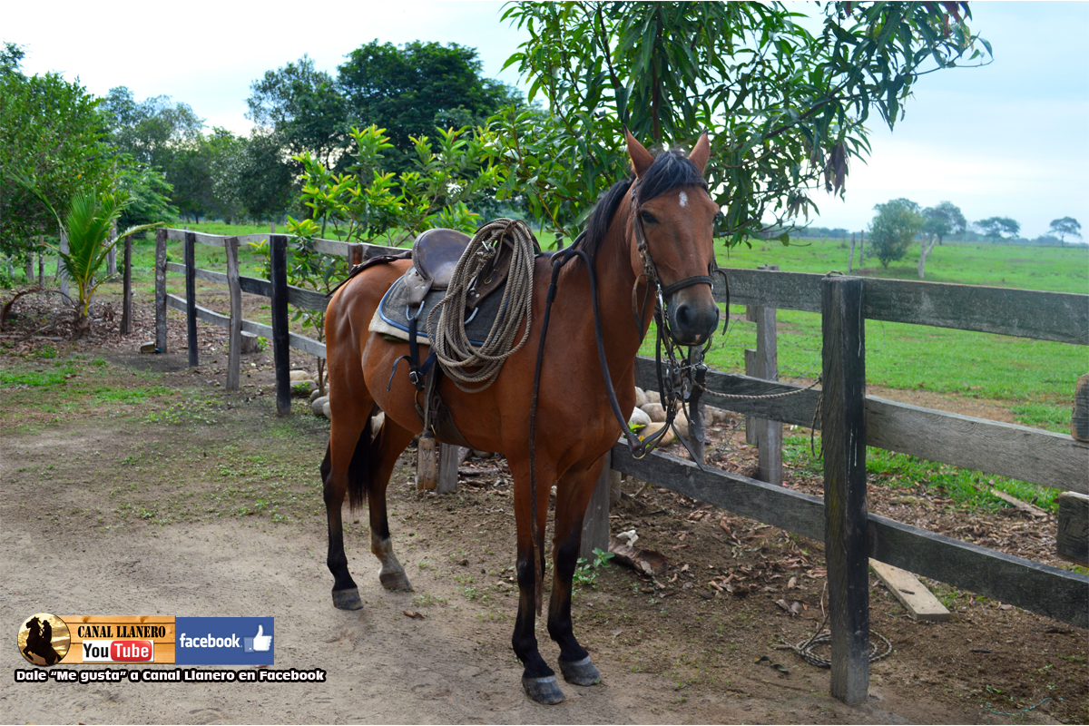 Canal Llanero : EL CABALLO LLANERO