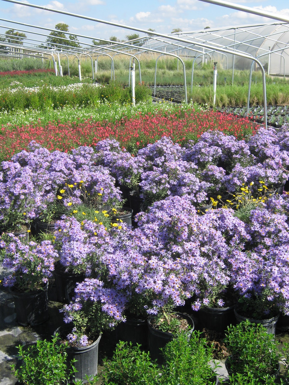 Native Texas Nursery