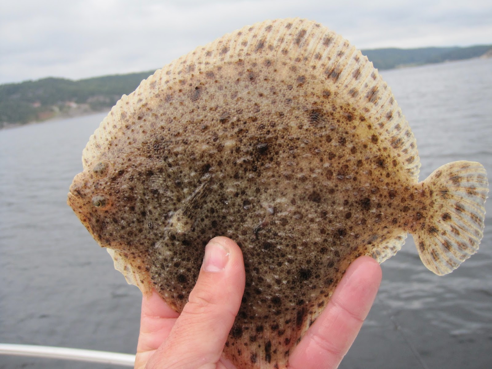 Marrans fiske: Piggvar