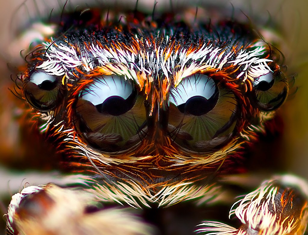 dGeneralist: Silent Wednesday Week 32 - Awesome Spider Macro Photography
