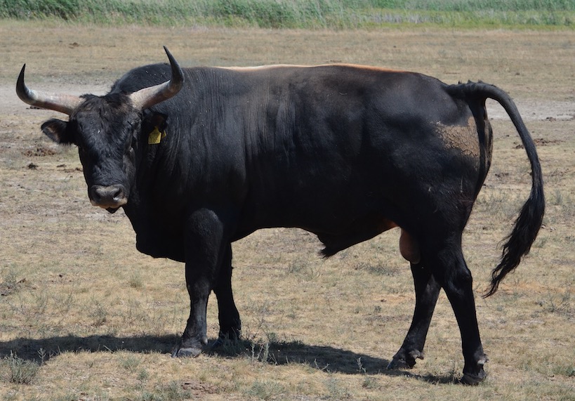 Taurus Cattle