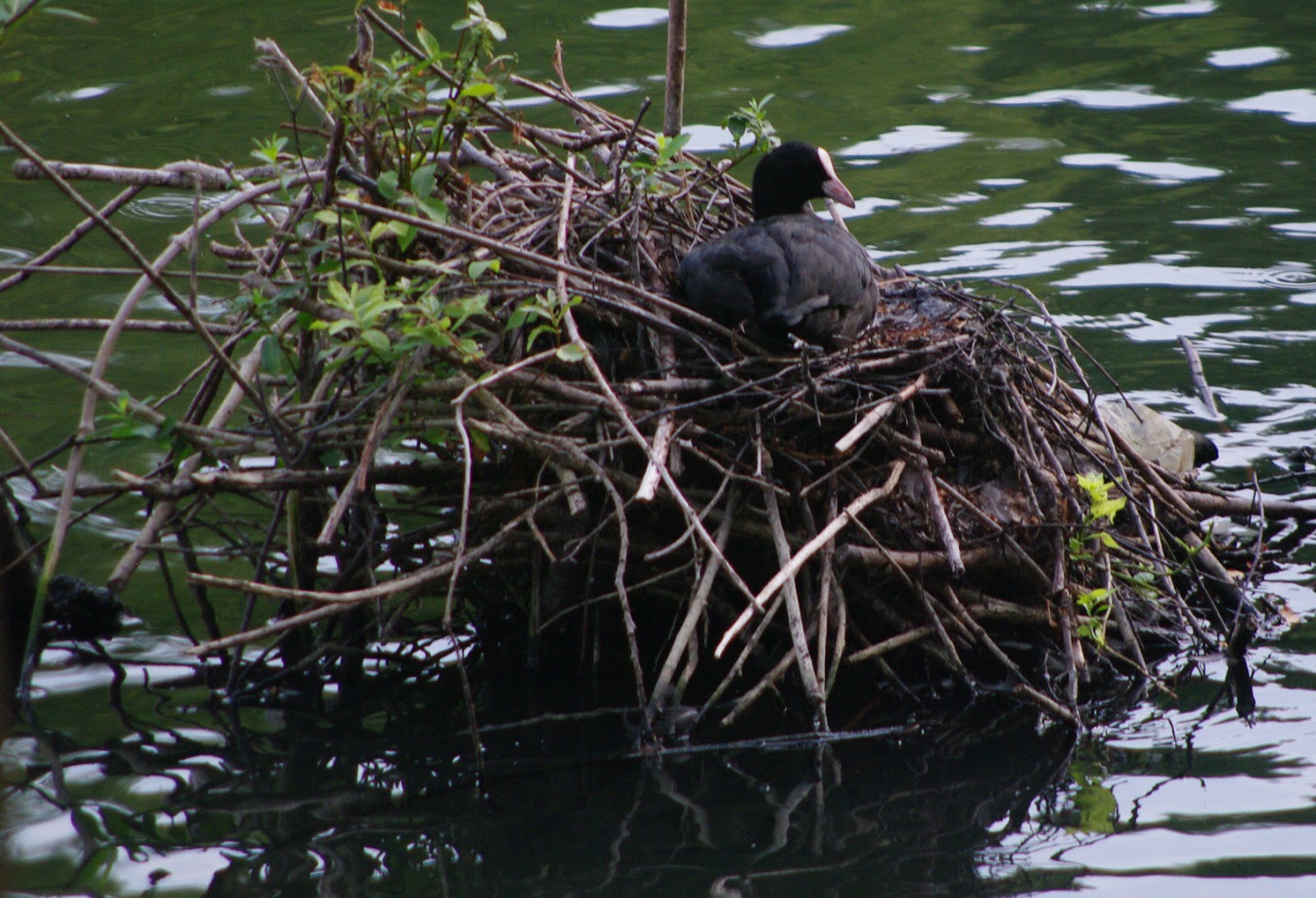 Les Ulis, pays des Merveilles?: PETITE CHRONIQUE D'UN ETE AU PARC DES ULIS.