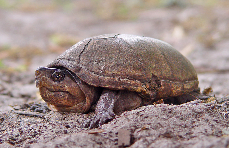 Mud Turtle Facts ~ Tortoise Types