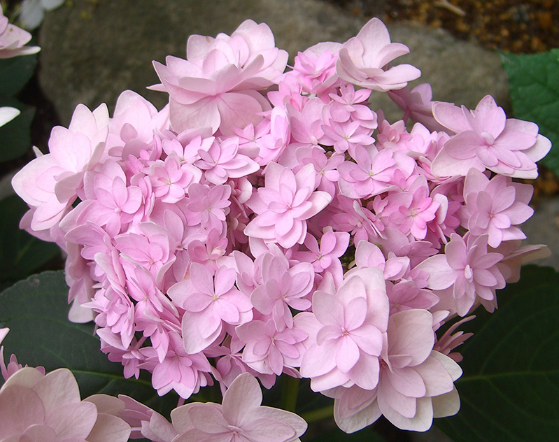 Flower Map: 西洋アジサイ「カーニバル」 ,Hydrangea "Carnival"