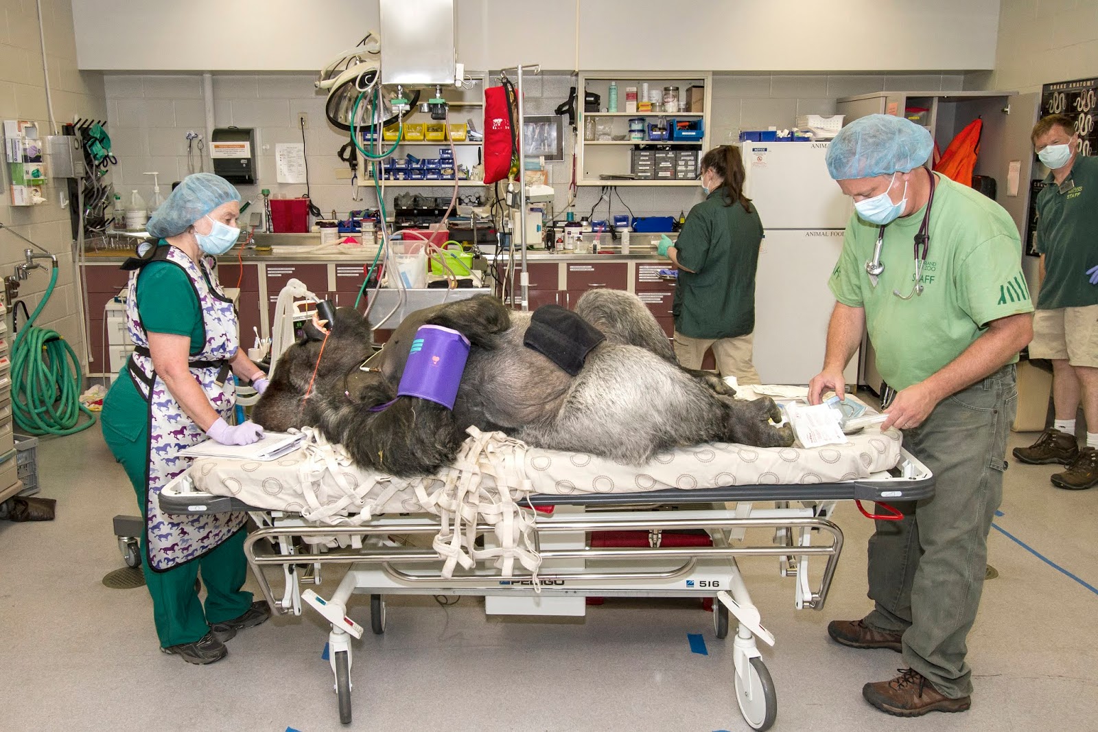 Silverback gorilla Vip is back after nearly a year of recovery from surgery