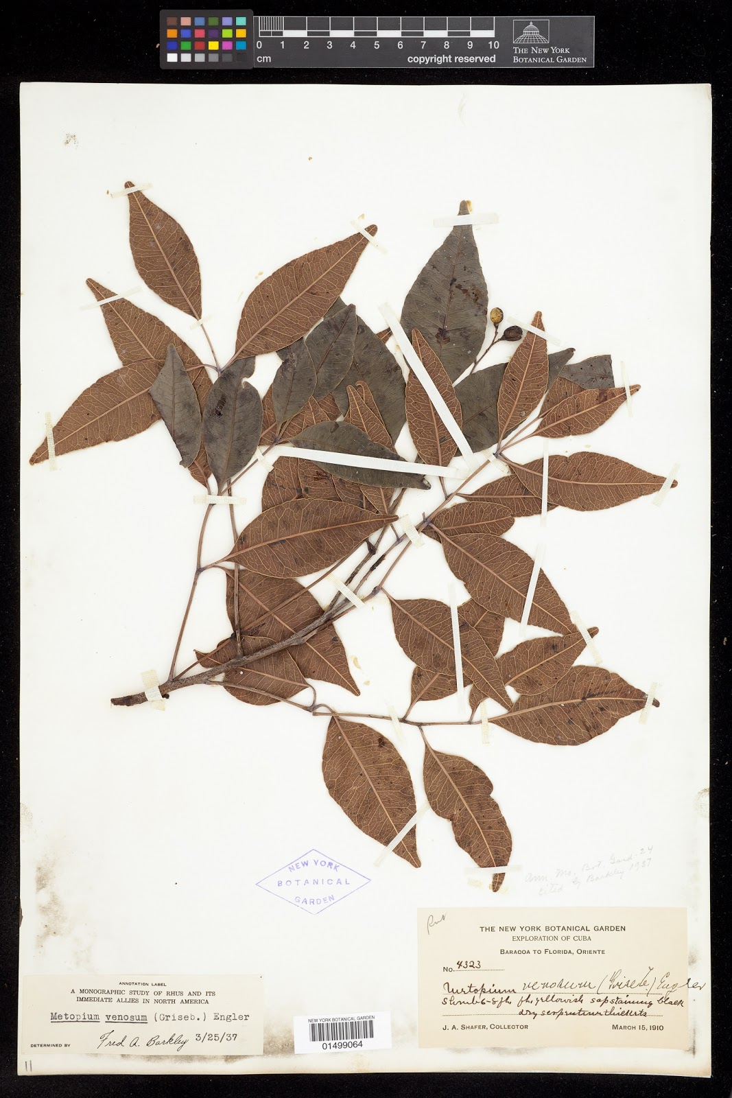 Flora del Caribe : ANACARDIACEAE METOPIUM VENOSUM