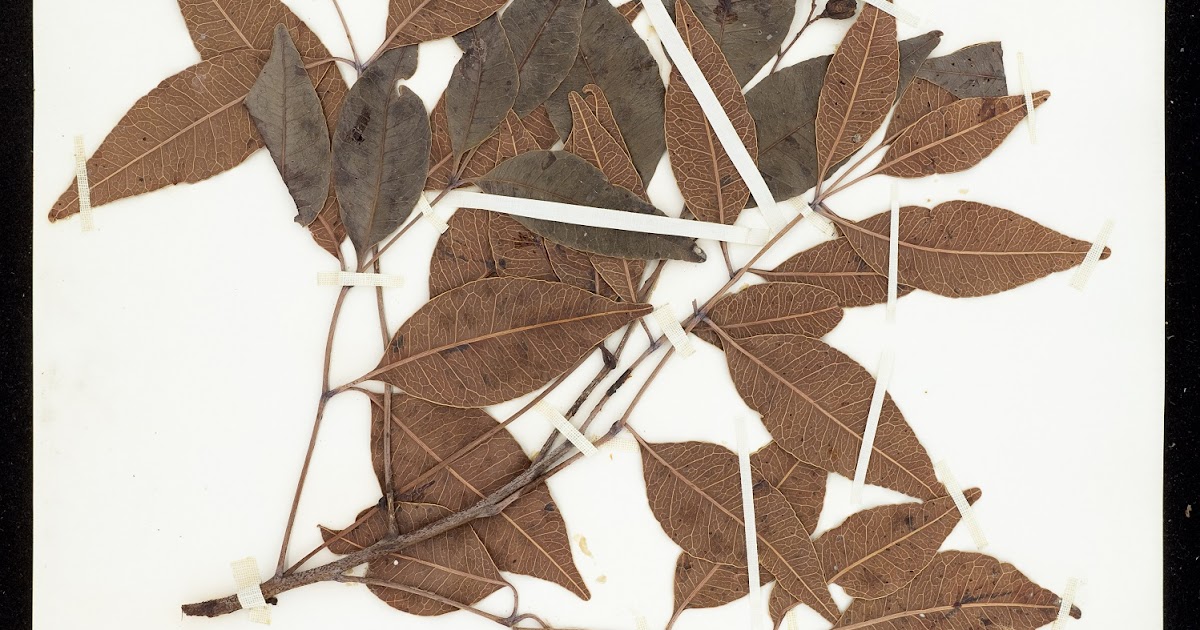 Flora del Caribe : ANACARDIACEAE METOPIUM VENOSUM