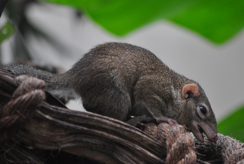 ZOOTOGRAFIANDO (6.100 ANIMALS): TUPAYA DE BELANGER / BELANGER´S TREE ...