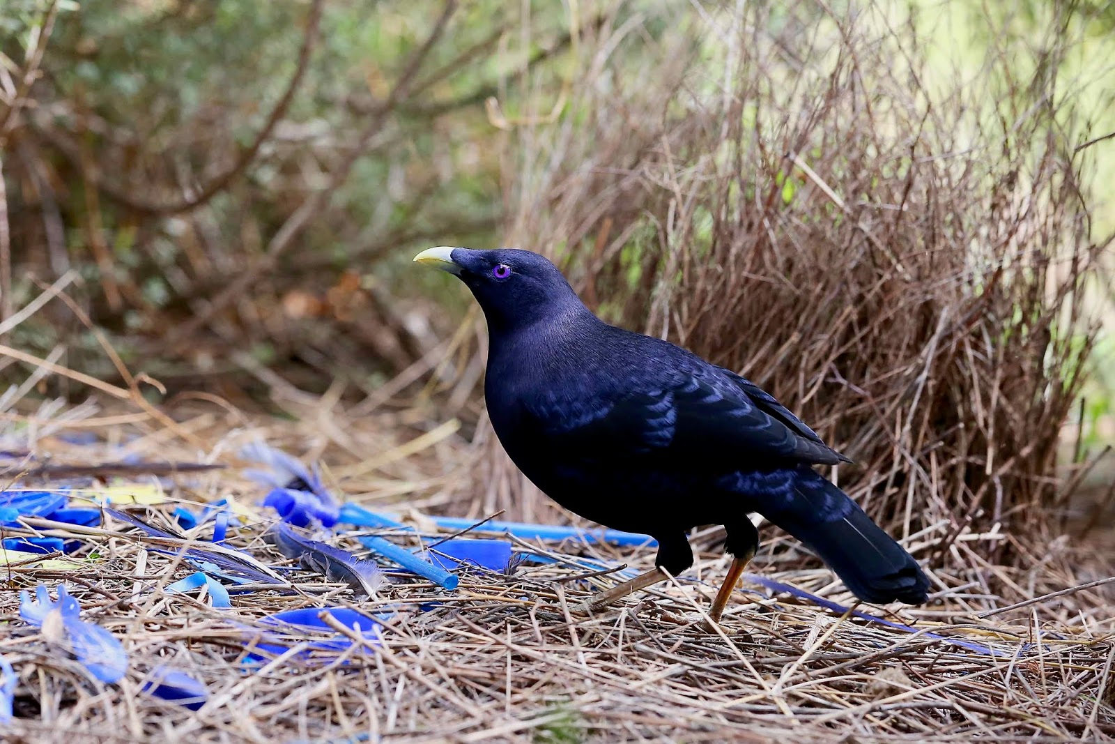Avithera: Satin Bowerbirds 2018