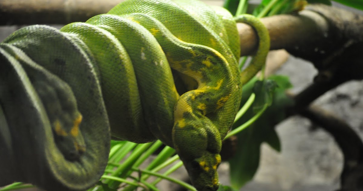 ZOOTOGRAFIANDO (6.100 ANIMALS): PITÓN ARBORÍCOLA VERDE / GREEN TREE ...