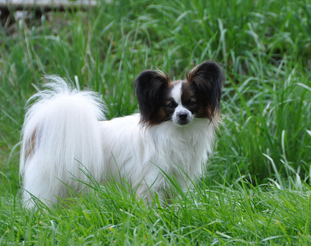 Road's End Papillons : Papillon Dog VanGelis Zanzibar, 1.5 years old