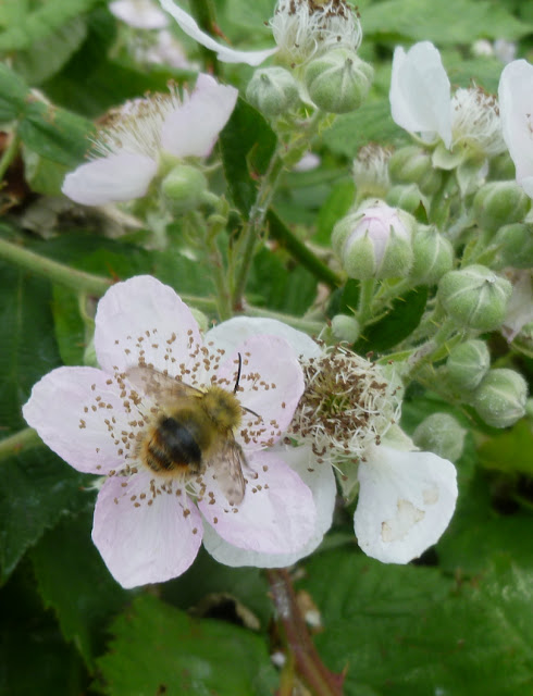 Victory Gardens for Bees: Happy Bee Watchers