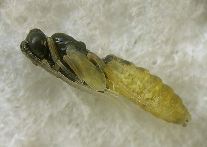 Charlie's moths of Calderdale.: PARASITC WASPS AND MOTHS.