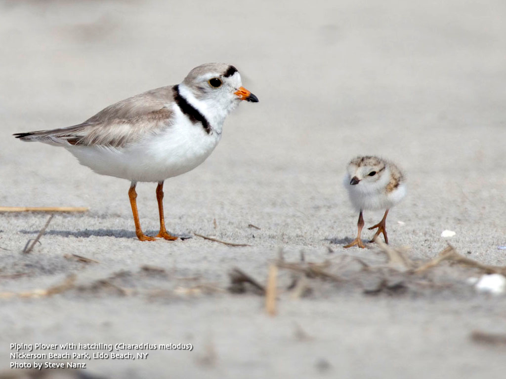 The City Birder: Friday's Foto