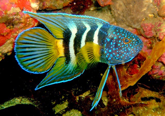 Ikan Blue Devil - Akuarium Ikan Hias