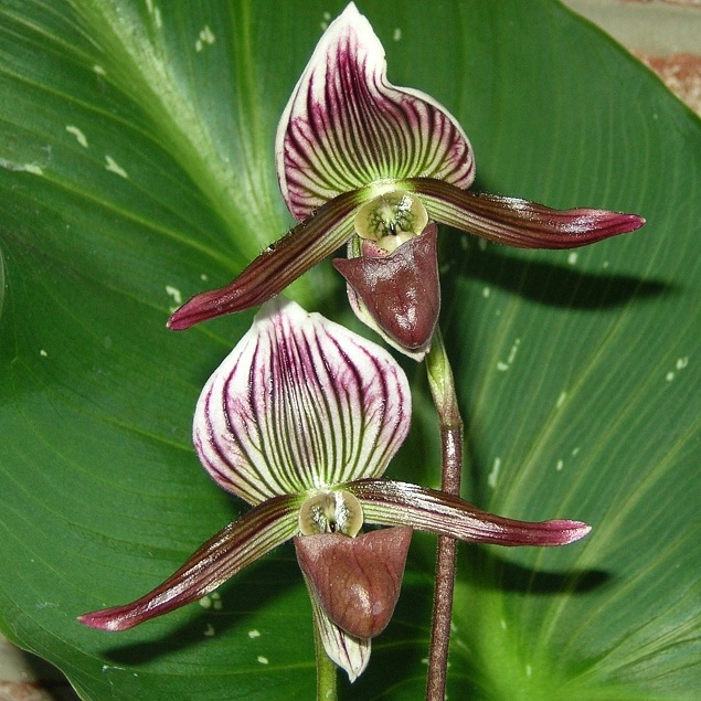 Lyickherry: Anggerik Selipar "Paphiopedilum Barbatum"