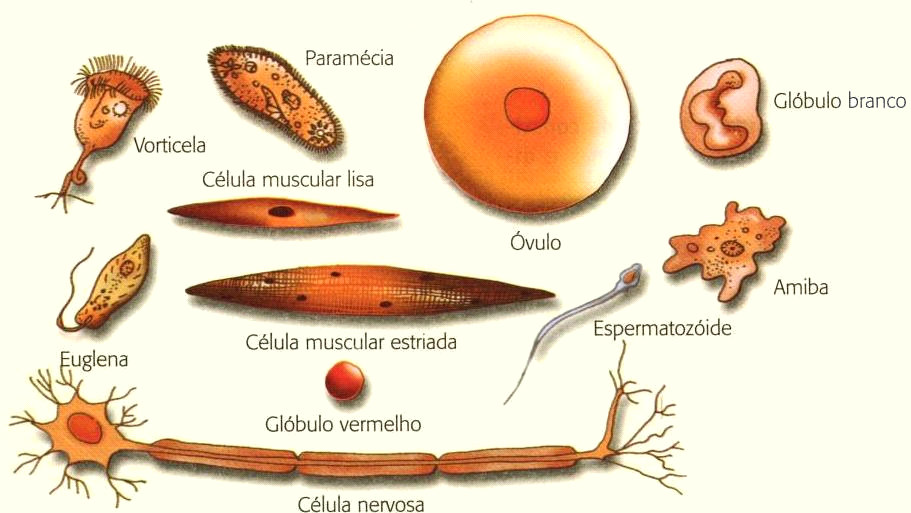 BIOLOGIA CELULAR ~ Carlos Humberto Pelaez Pereda