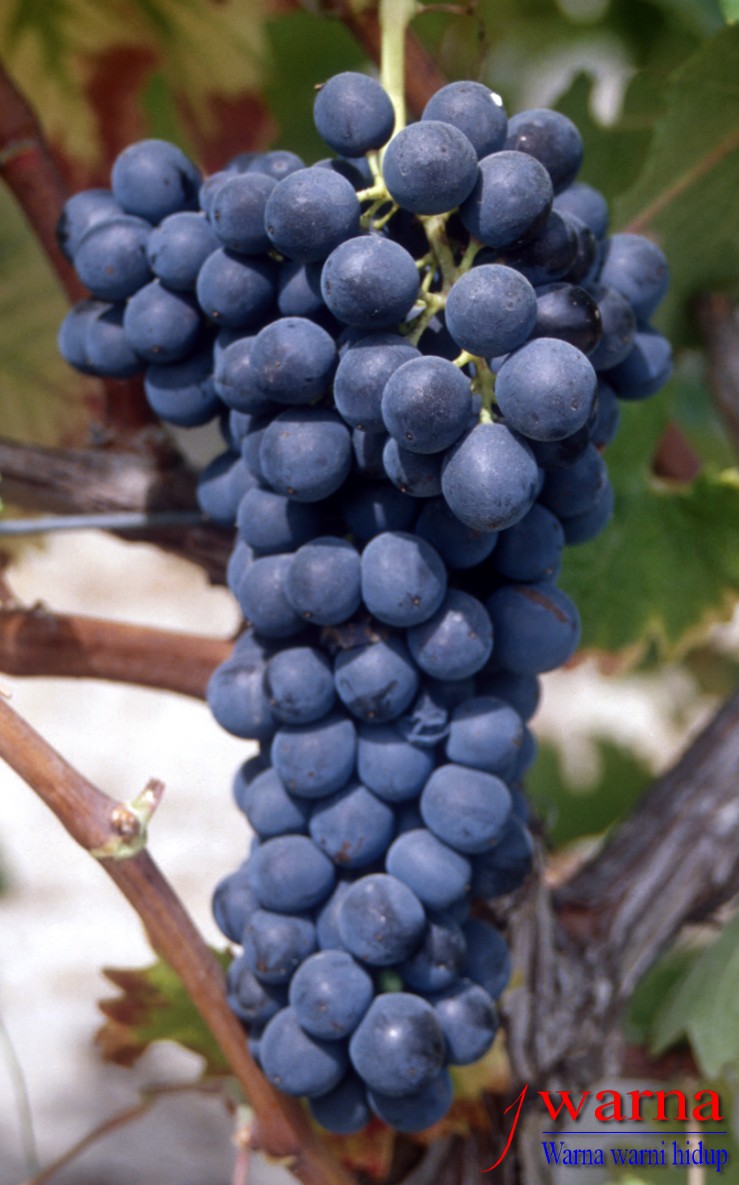 Mengenal jenis buah anggur pada Wine - sawarna hidup