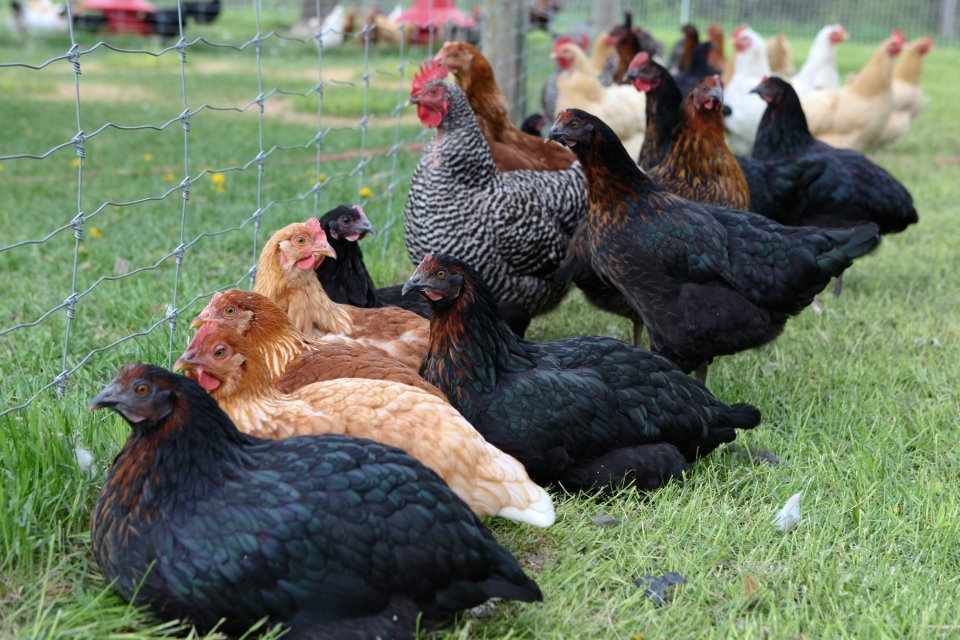 EggCartons.com Roost: About EggCartons.com and our Customers