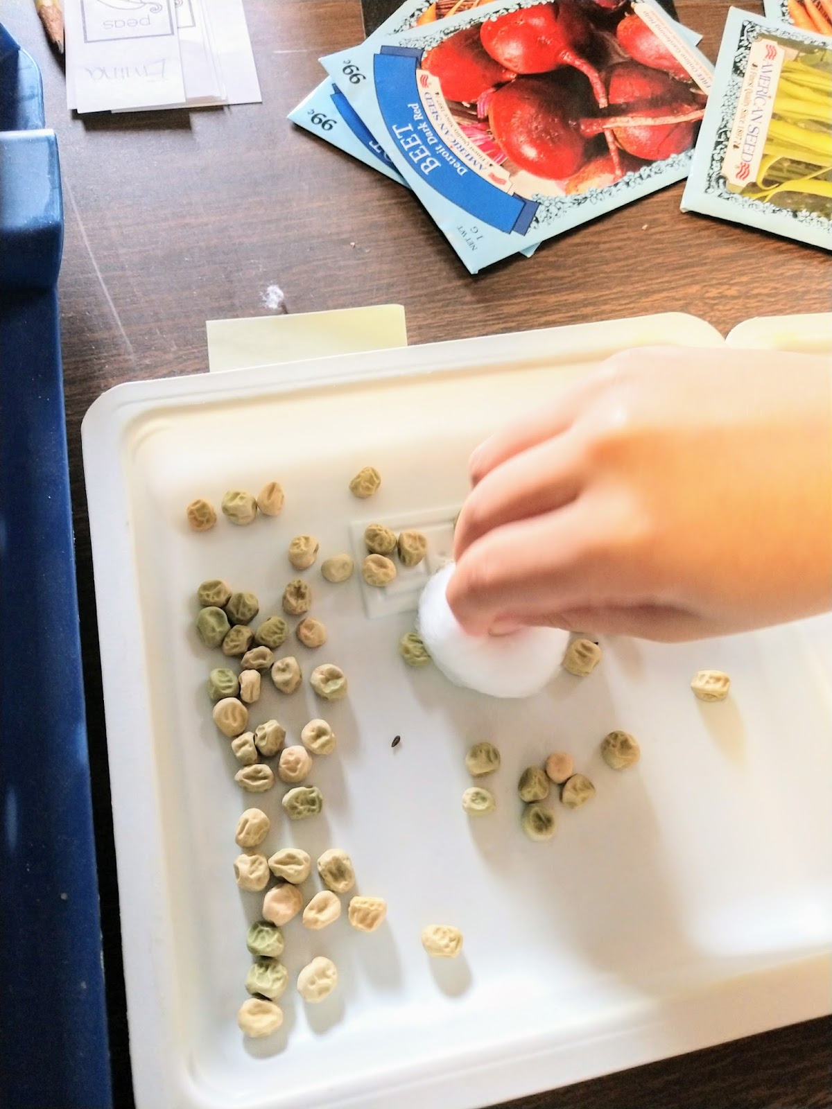 Garden in a Glove: Plant Life Cycle in Kindergarten • The Kinderhearted ...