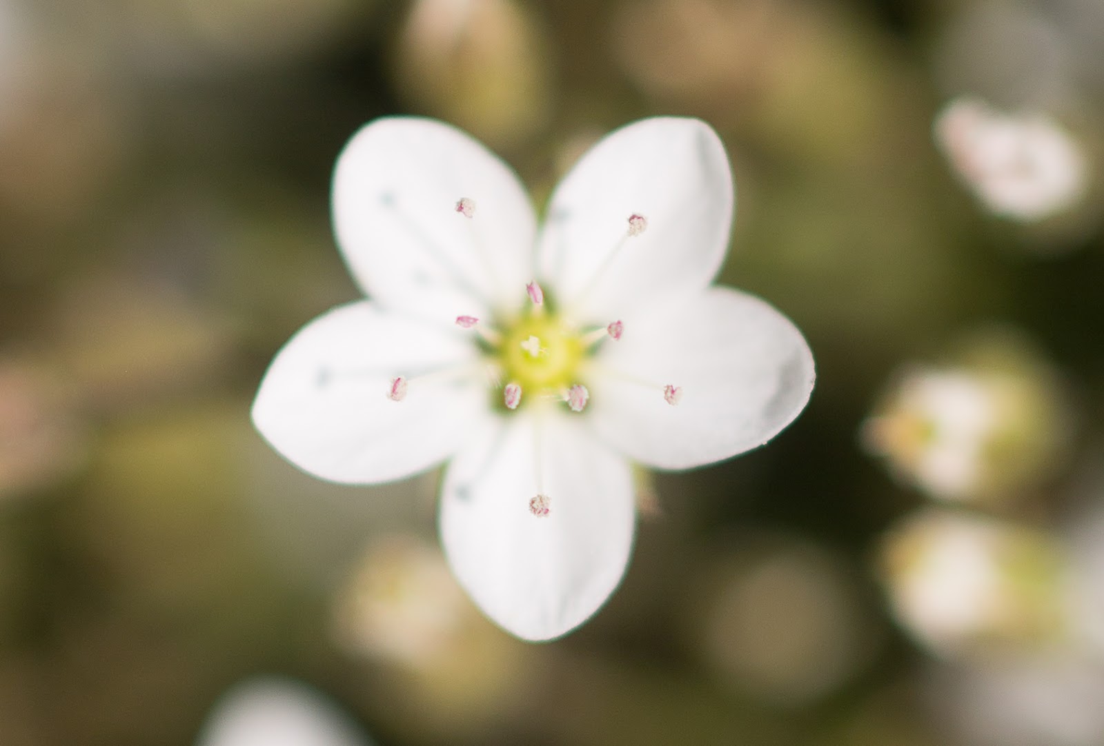Austin's Birding Blog: 01/07/2018 Denbighshire, North Wales