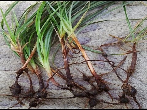 Go Nature: Suket Teki Ini Dia Khasiatnya