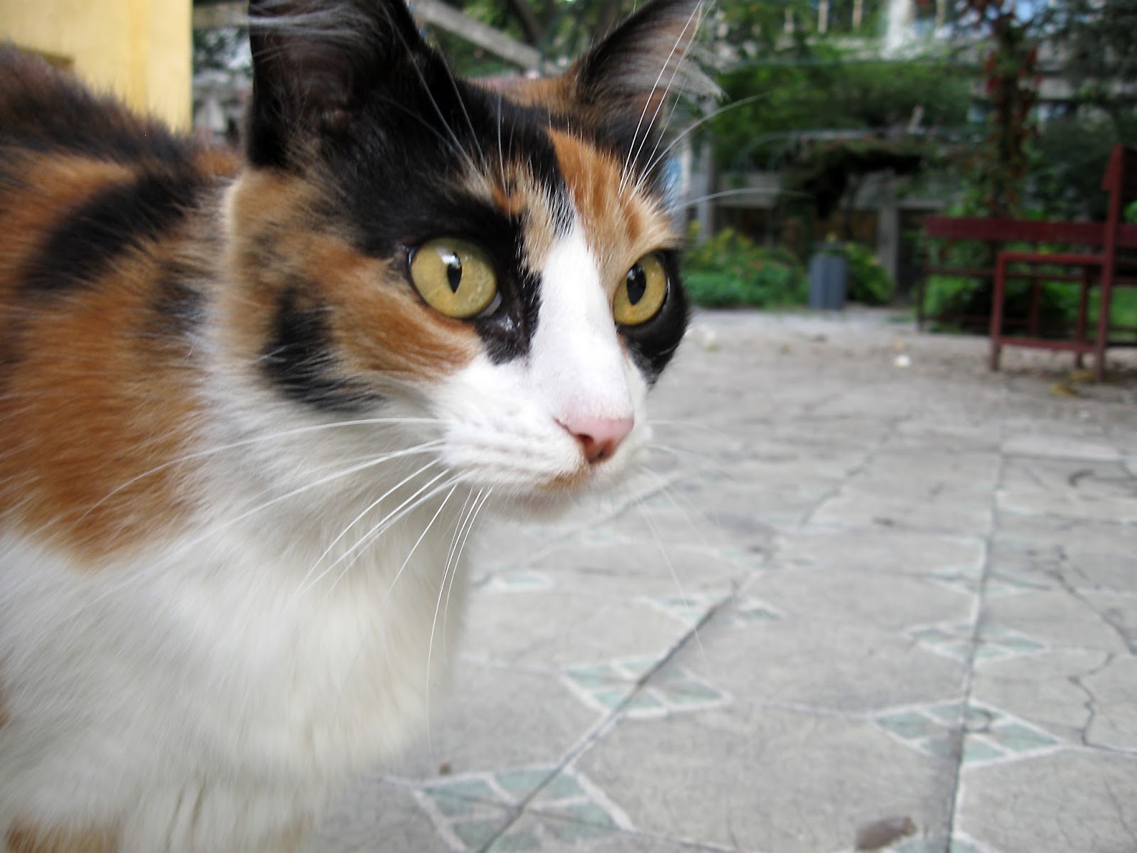 Types of calico cats - sheryfoods