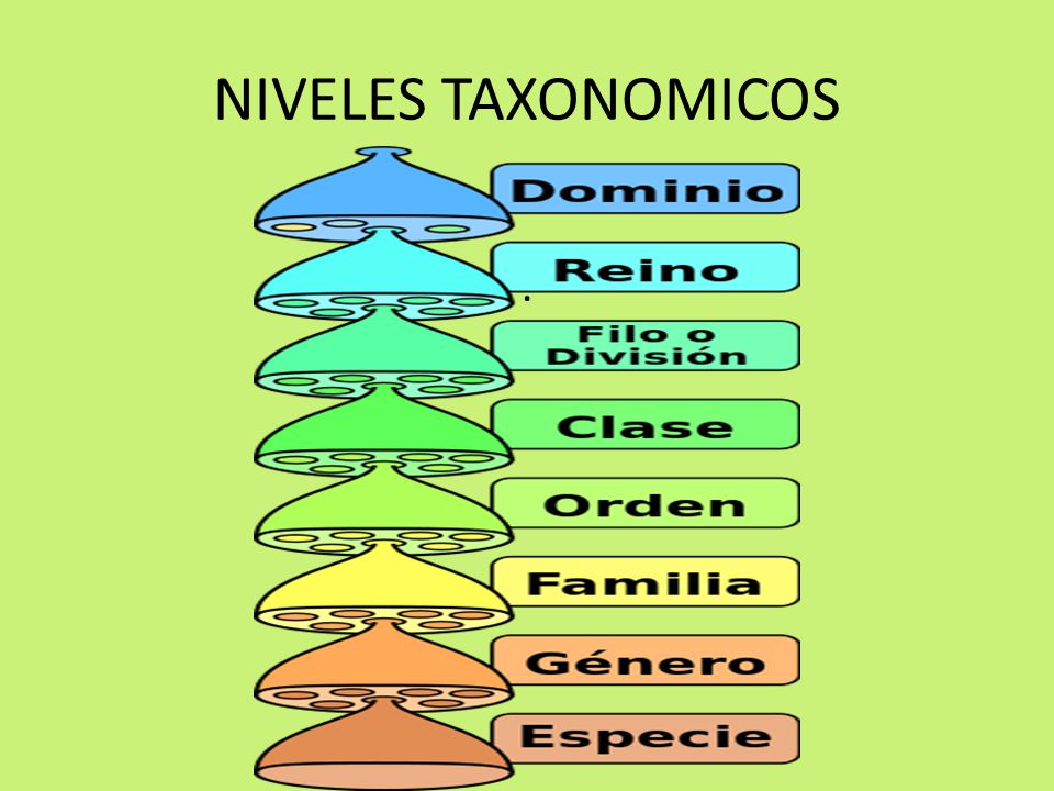 Mi Proyecto: Taxones