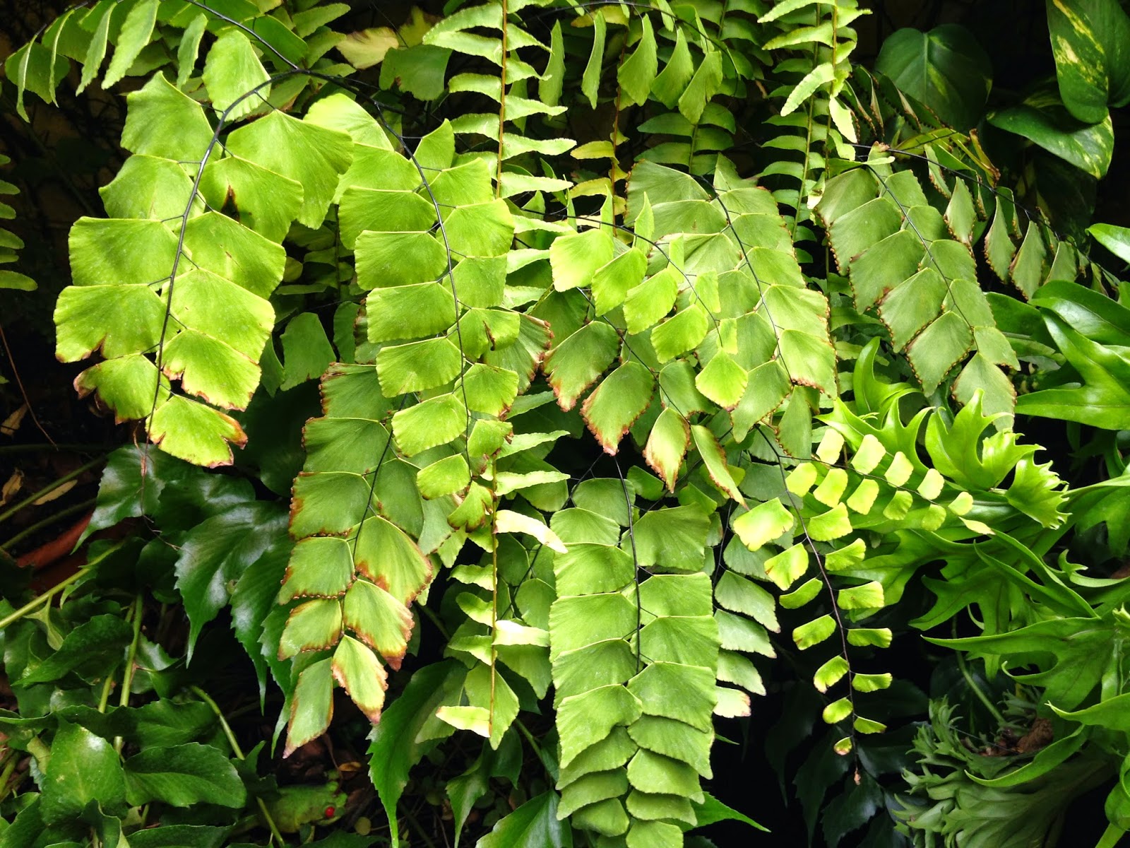 Kert Napravnik´s: Helechos