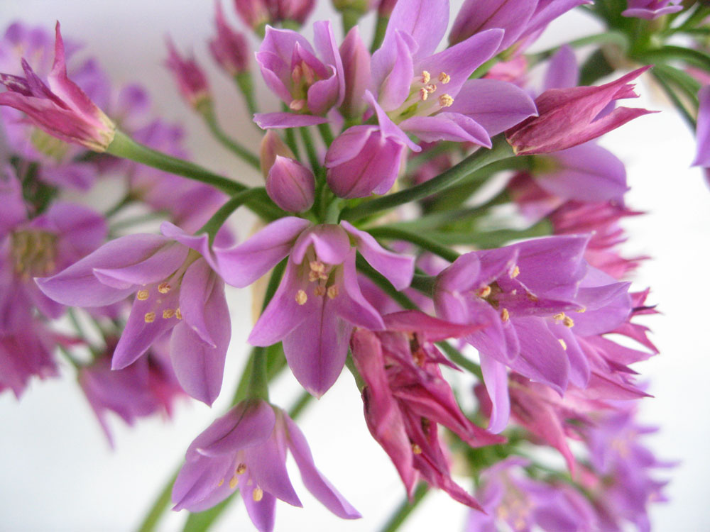 Mother Nature's Backyard - A Water-wise Garden: Gardening with ...