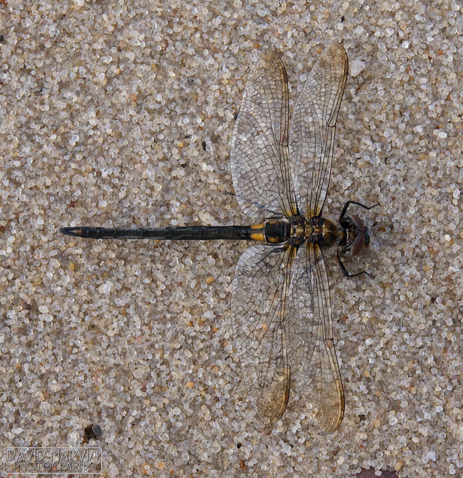 David Marvin Photography - Lansing, Michigan: Unexpected Dragonfly