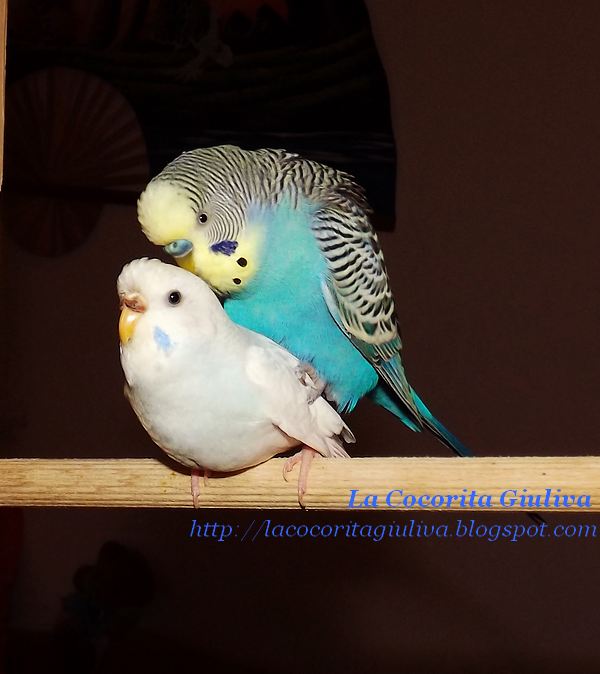 LA COCORITA GIULIVA: Come pappagallini fanno amore