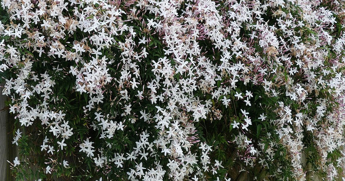 JASMINE(mullai poo) HERB USES & BENEFITS - Best Herbal Medicine Products