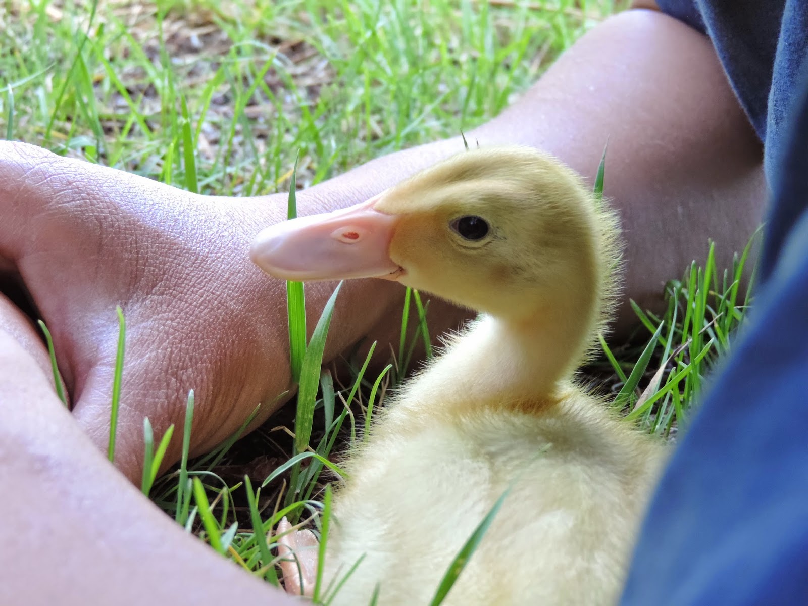 Henry, the Indian Runner Duck, Story