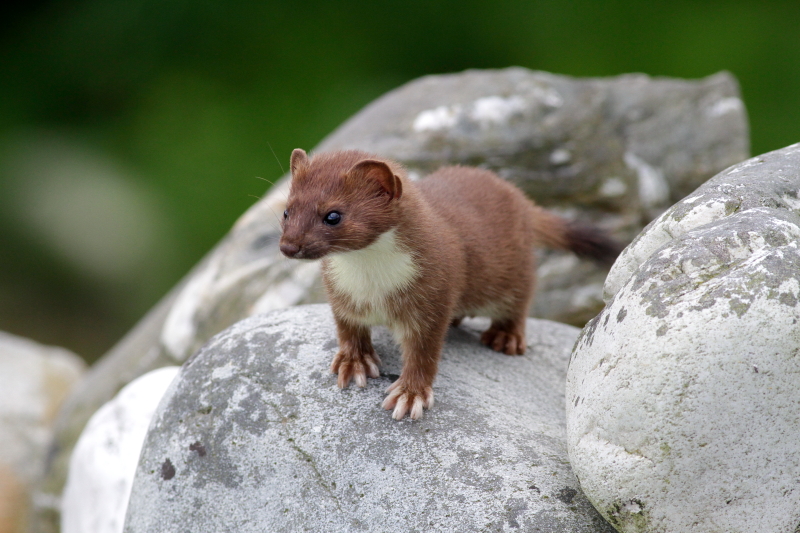 Dermot Breen's Blog: Irish Stoat Part 1
