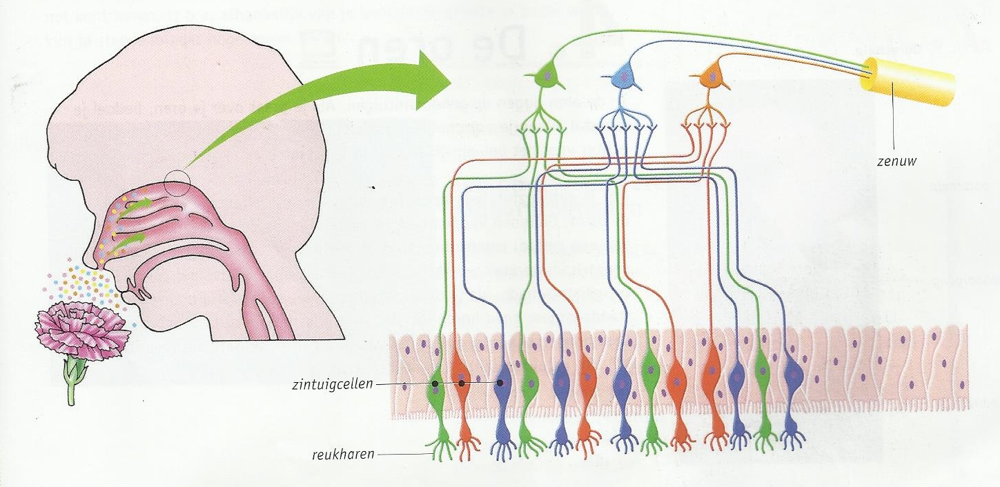 Biologie waarneming en regeling: BS. 3