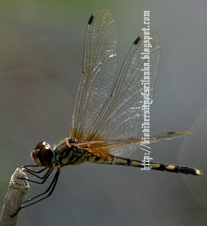 Biodiversity of Sri Lanka: Dancing Dropwing(Trithemis pallidinervis)