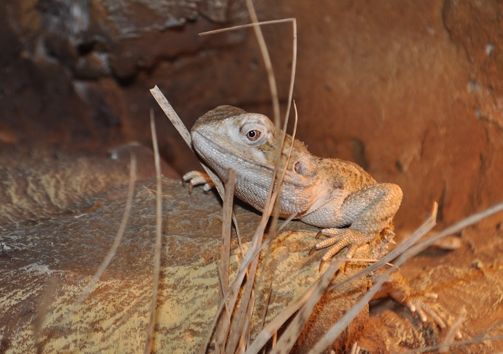 ZOOTOGRAFIANDO (6.100 ANIMALS): DRAGÓN DE LAWSON / DWARF BEARDED DRAGON ...