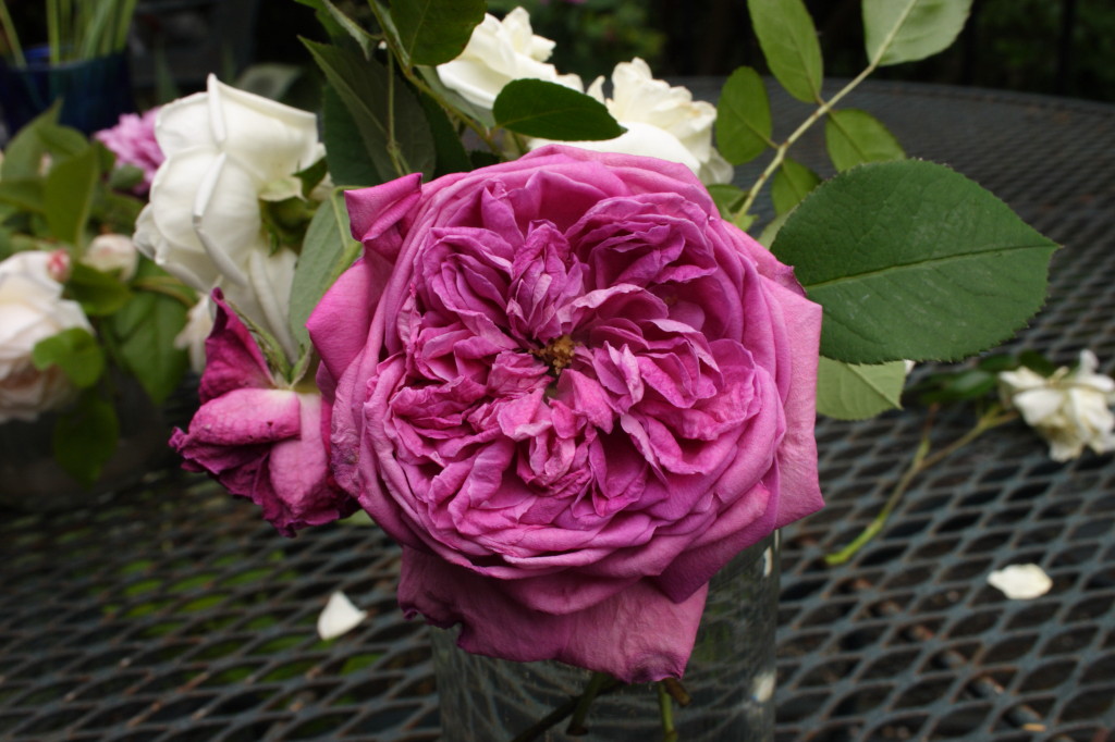 My Virtual Maryland Garden: Rosa 'Paul Ricault'