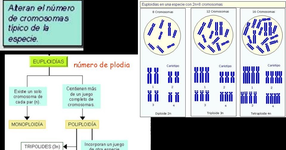 ...y la vida evolucionó: TIPOS DE MUTACIONES-INGENIERÍA GENÉTICA-3/8
