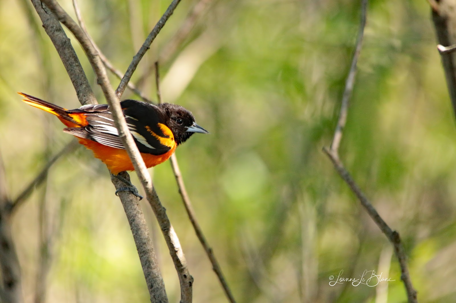 A Backyard Full of Baltimore Orioles! | Nature Notes Blog