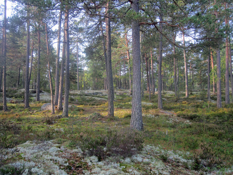 Björnholm: Små ruckliga hus i skogen