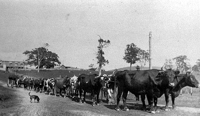 Bullocks, Bullockies and Bullock Teams: - TOTO WOMENS