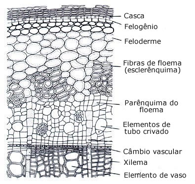 Tecidos - Histologia Vegetal: ESCLERÊNQUIMA