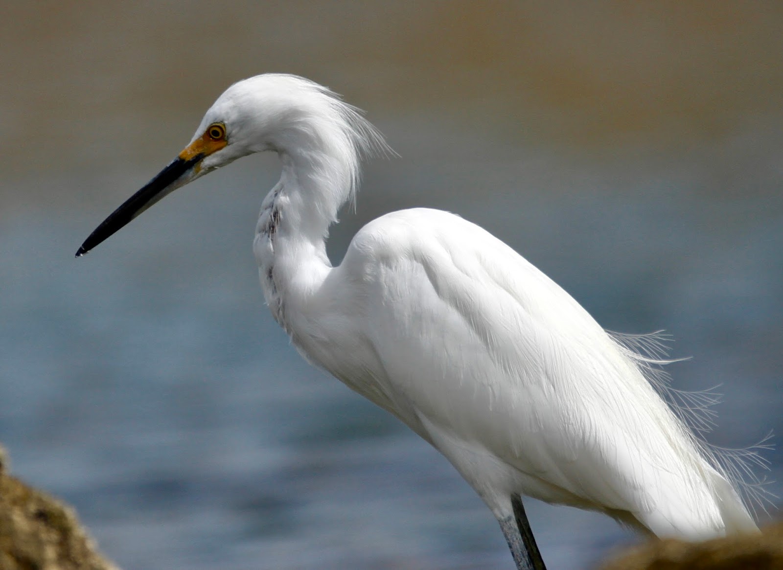 FrogLanding Blog: Baja Birds in Their Finest Feathers and Gems