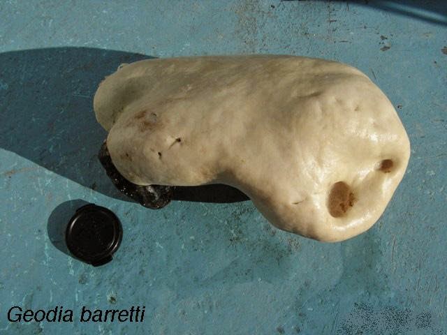 Artes de Pesca: DEMOSPONGE