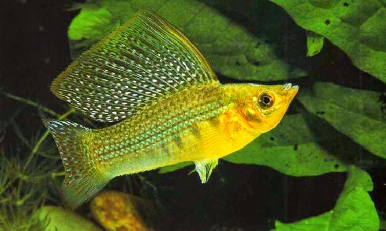 MANS Production: Ikan Molly Balon