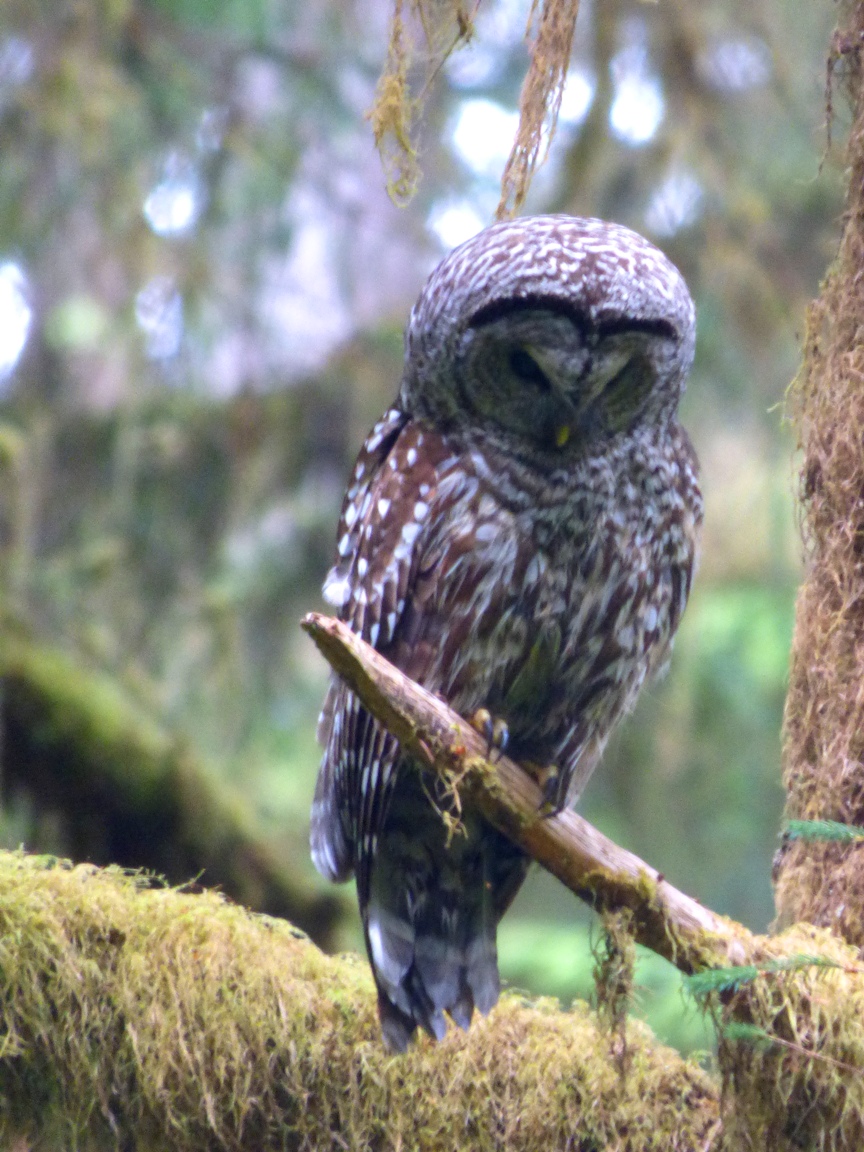 Geotripper's California Birds: A Barred Owl in the Hoh Rainforest ...
